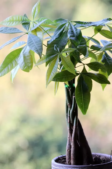 प्रतिमा