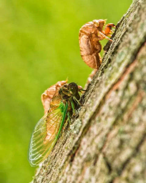 රූප