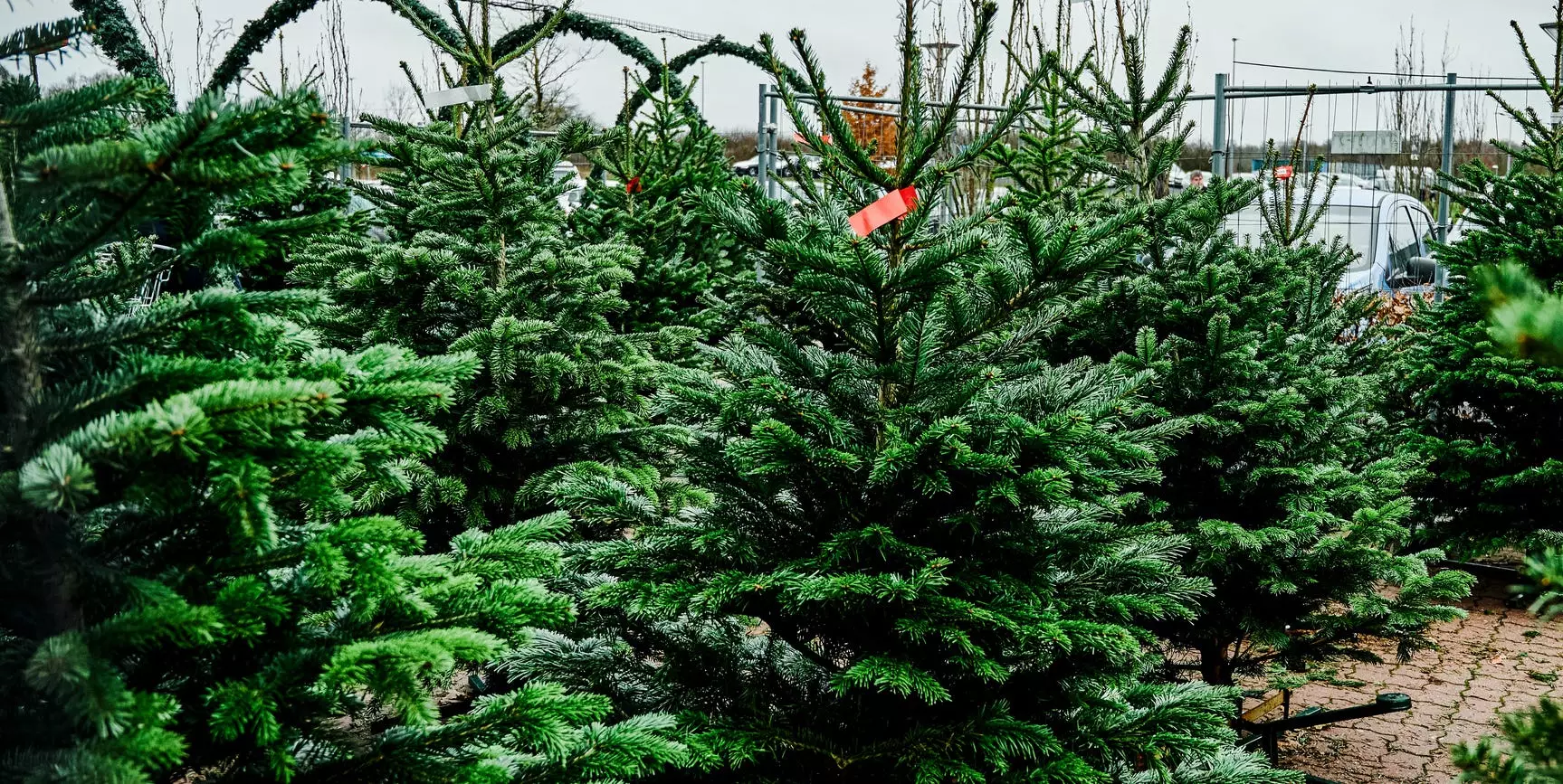 5 formas de abordar el cambio climático con árboles de Navidad
