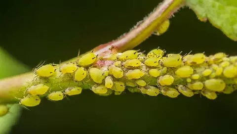 ചിത്രം