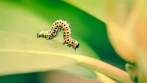 ചിത്രം