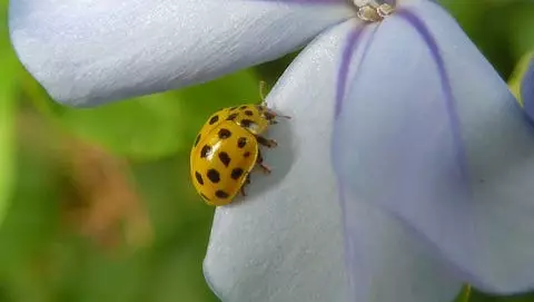 ചിത്രം