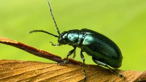 ചിത്രം